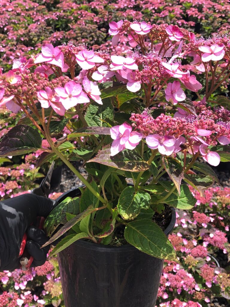Hydrangea serrata ‘Magic Pillow’ – Growell Plants