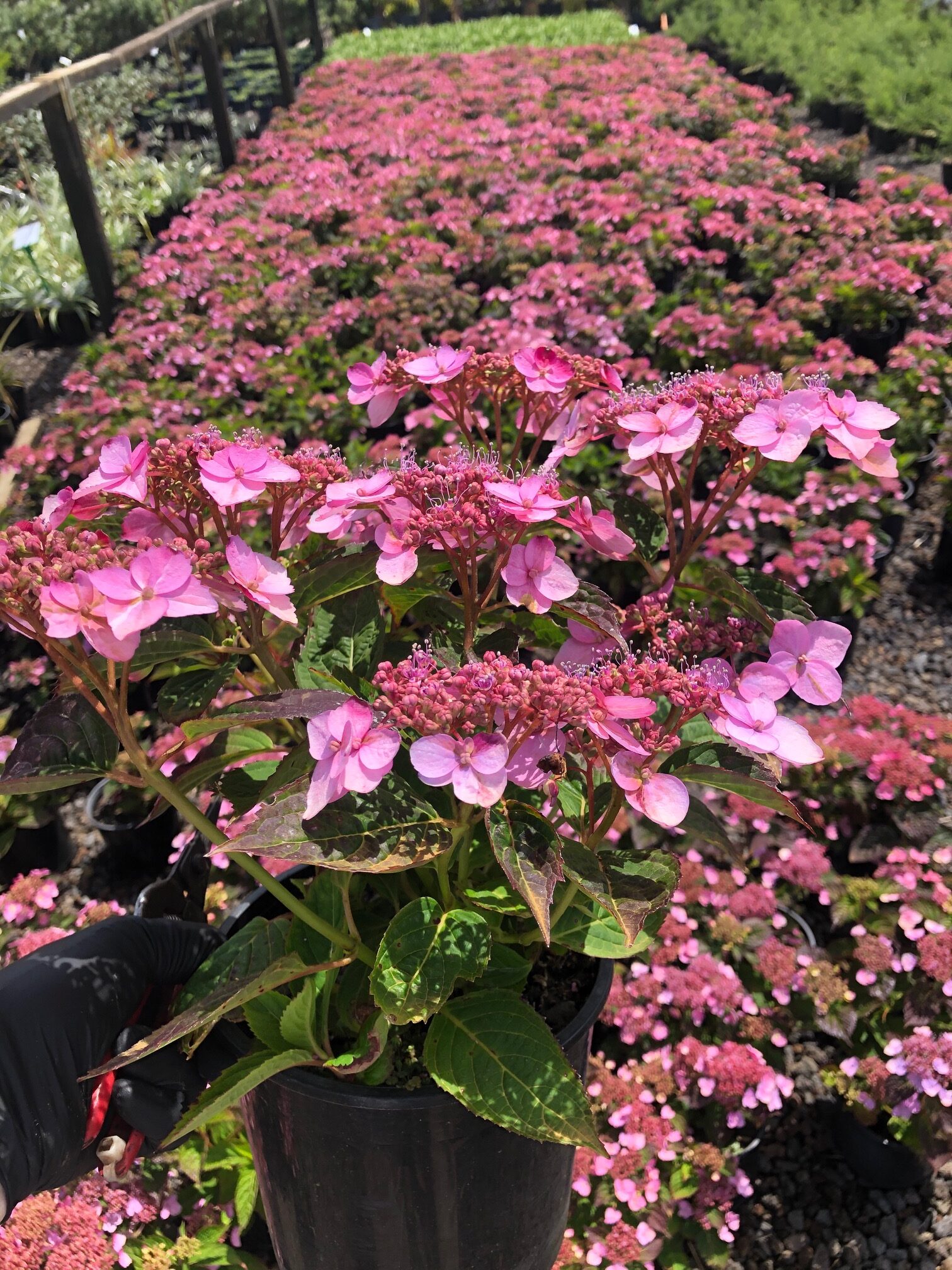 Hydrangea serrata ‘Magic Pillow’ – Growell Plants
