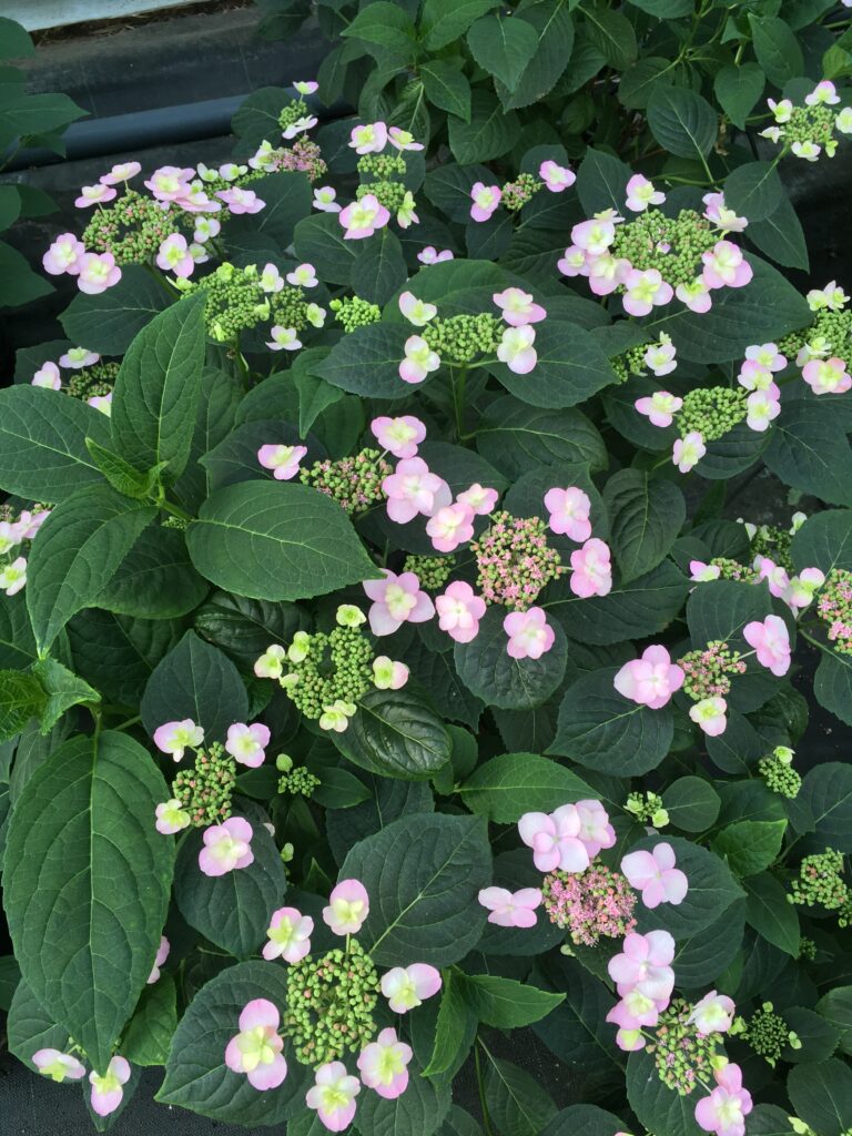 Hydrangea ‘Summer Glow’ – Growell Plants