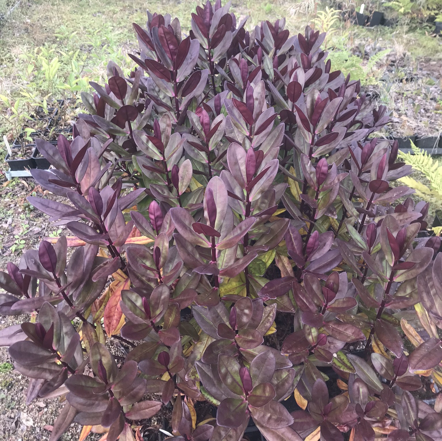 Hebe Black Satin – Growell Plants